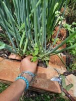 Como fazer uma horta em casa - Portal Loft